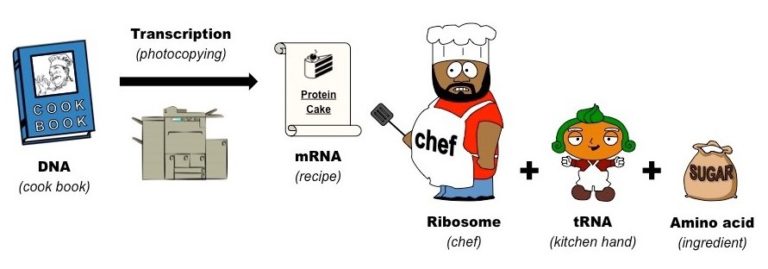 Understanding DNA, Gene, Chromosomes, Genomes: Ultimate Guide