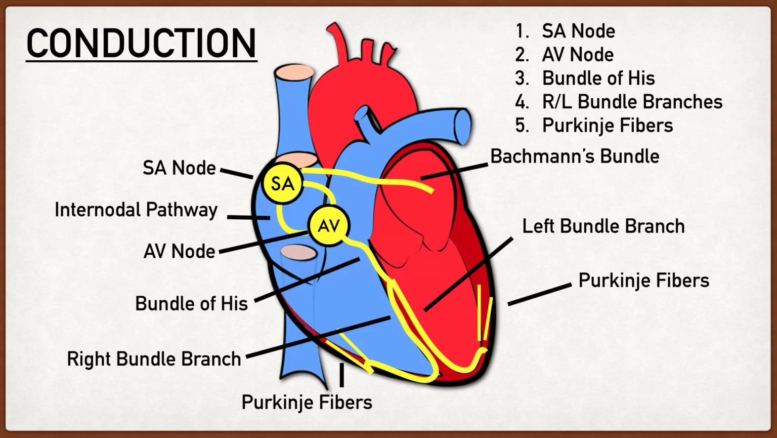 Cardiac Conduction System - Mechanism Behind Every Heartbeat Cardiac Conduction System - Mechanism Behind Every Heartbeat