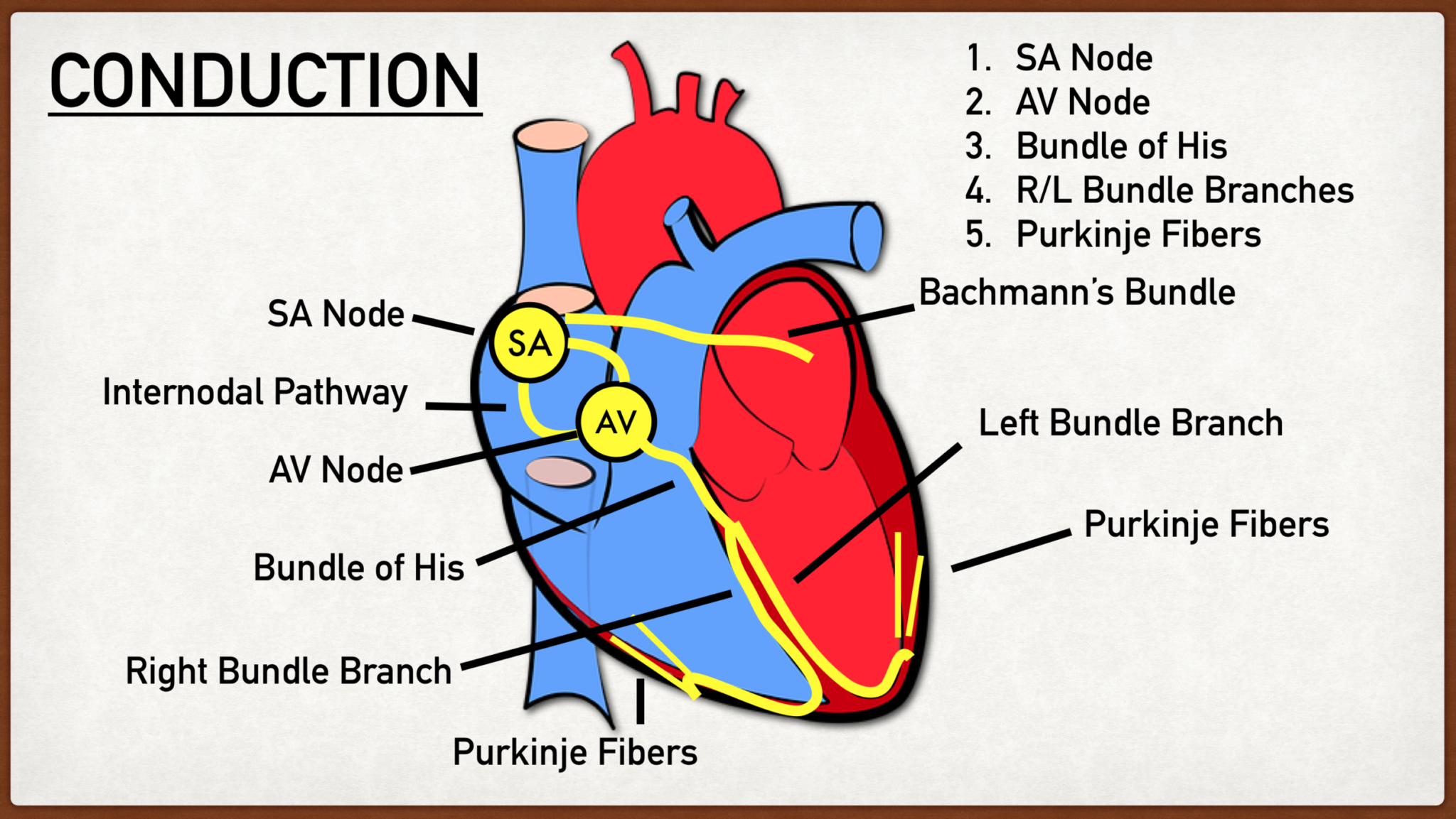 Cardiac Conduction System - Mechanism Behind Every Heartbeat